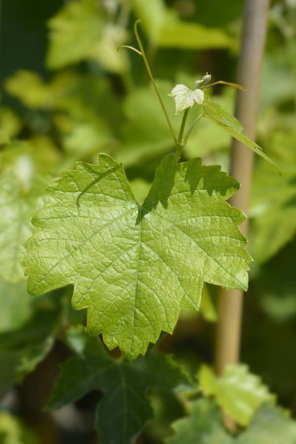 Grape Syrah stock photo. Image of botany, european, grapevine - 324879828