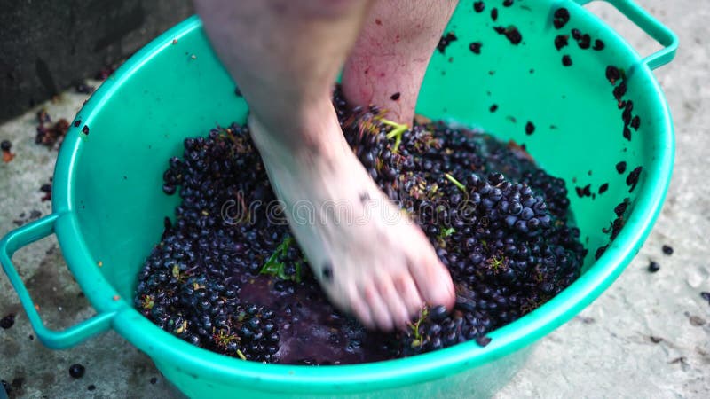 Grape Foot Stomp. Traditional Grape Treading, Wine Production Stock ...