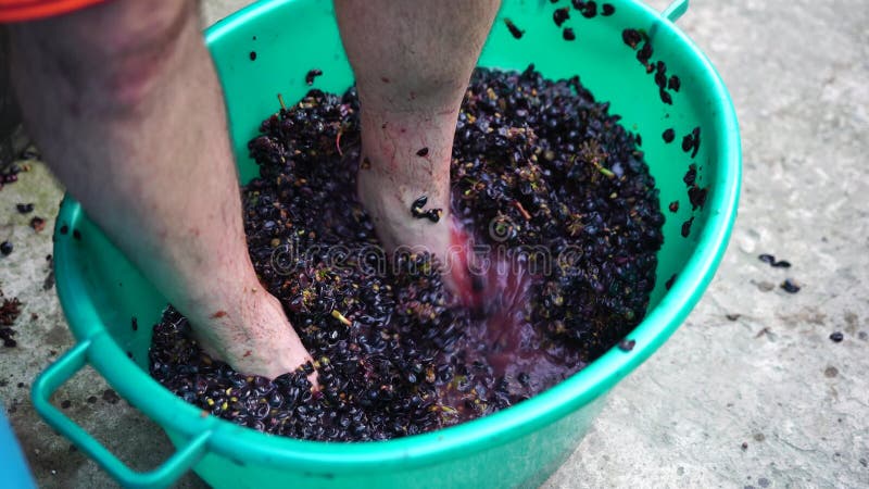 Grape-treading or Grape-stomping in Traditional Wine-making. Grapes are ...