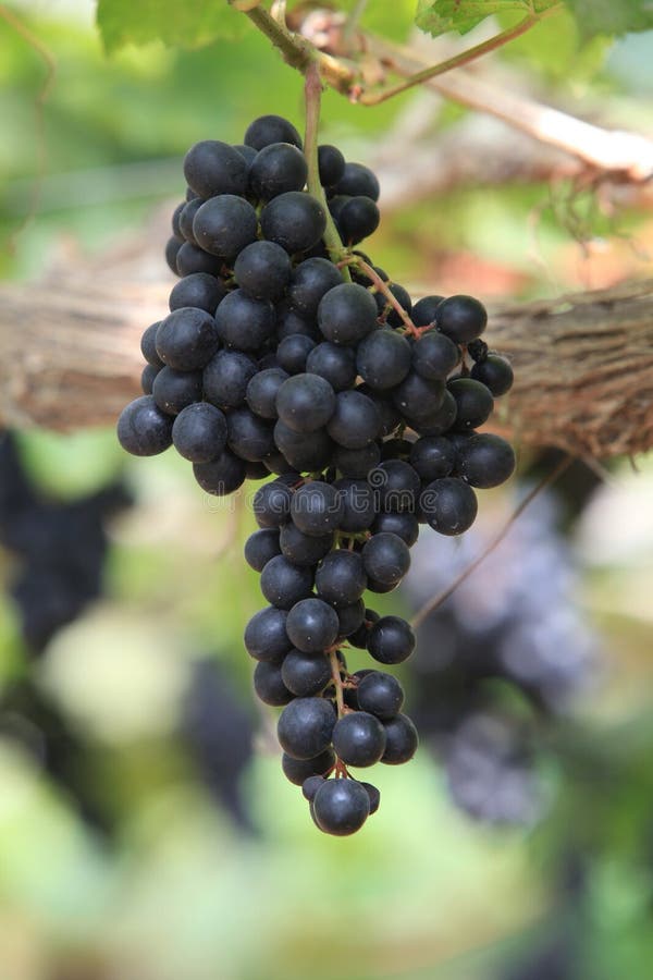 Grape stock photo. Image of tree, fruit, grape, nature - 43279984