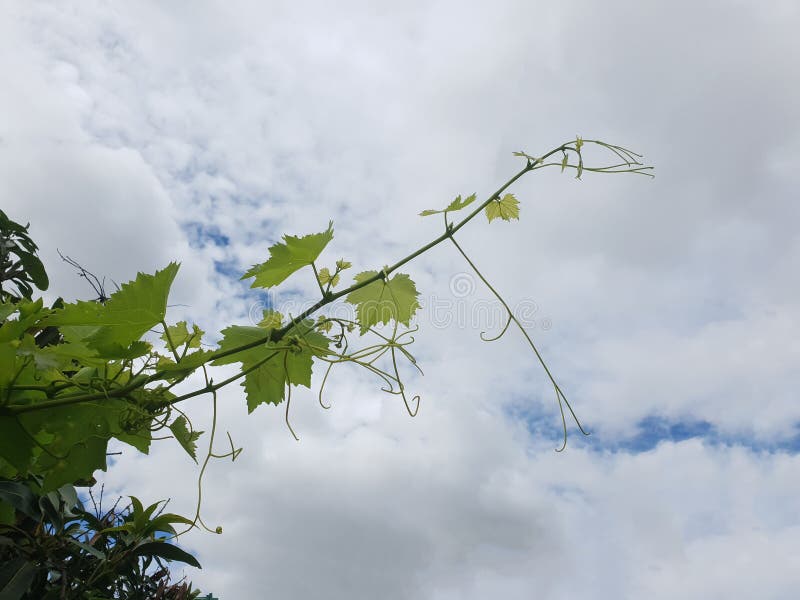 Grape Tree Branch with Leaves and Vines with Cloudy Blue Sky Stock ...