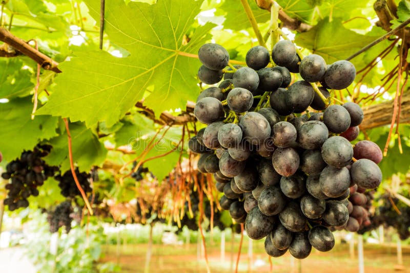 Grape Tree Stock Photos - Download 30,182 Royalty Free Photos