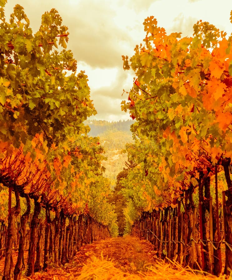 Winery field stock photo. Image of tree, path, field - 30224392