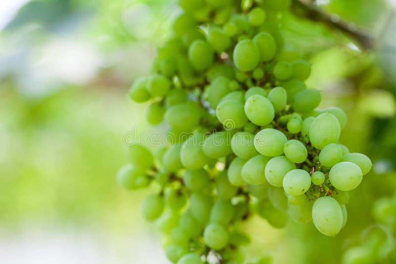 Grape tree in the garden stock image. Image of outdoor - 61892811