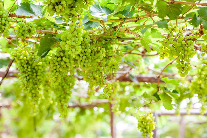 Grape tree in the garden stock photo. Image of summer - 61892868