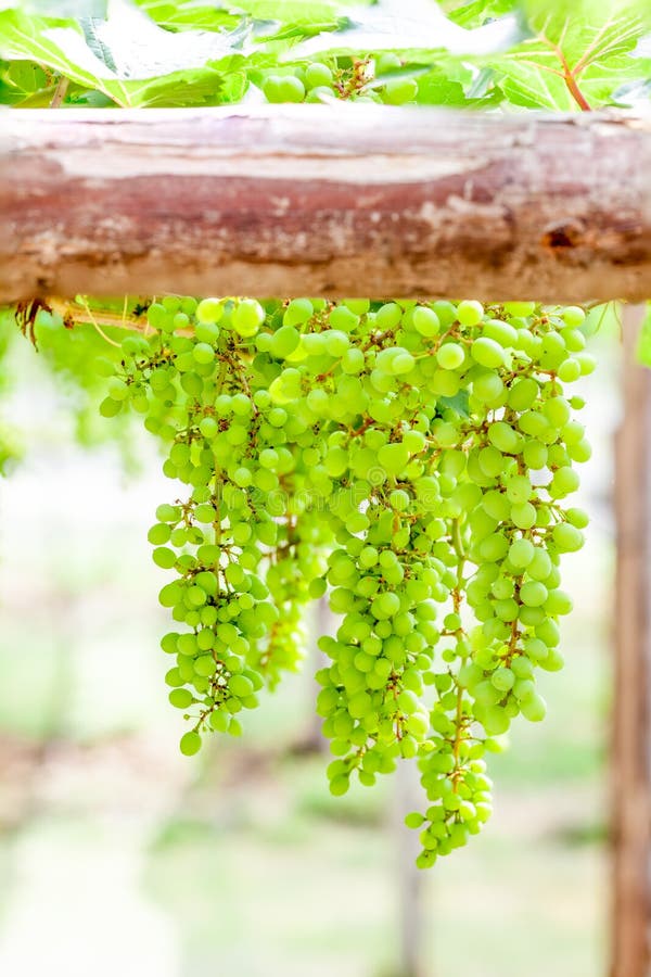Grape tree in the garden stock photo. Image of autumn - 61892976