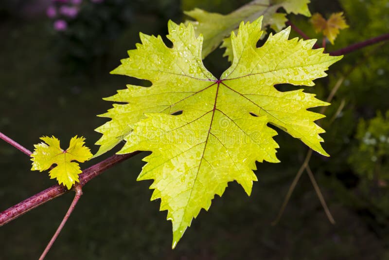 Grape Tree Leaf with Raindrops on it. Close-up Stock Photo - Image of ...