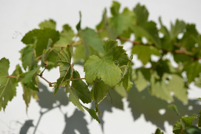 Grape tree leaves stock image. Image of deciduous, leaf - 236680875