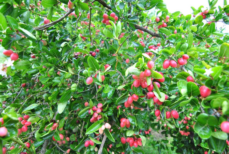 Penang Tropical Fruit Farm Graoe Tree Stock Photo - Image of dramatic ...