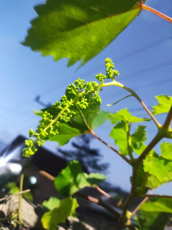Grape tree beside road stock image. Image of tree, fertilization ...