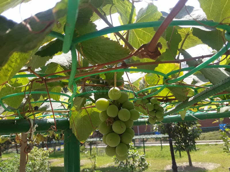 Chottogram Bangladesh Stock Photos - Free & Royalty-Free Stock Photos ...