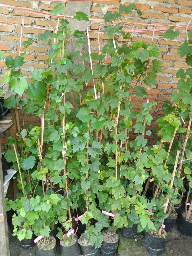 Grape Tree Seeds of Various Types with Fruit Colors Green, Black ...