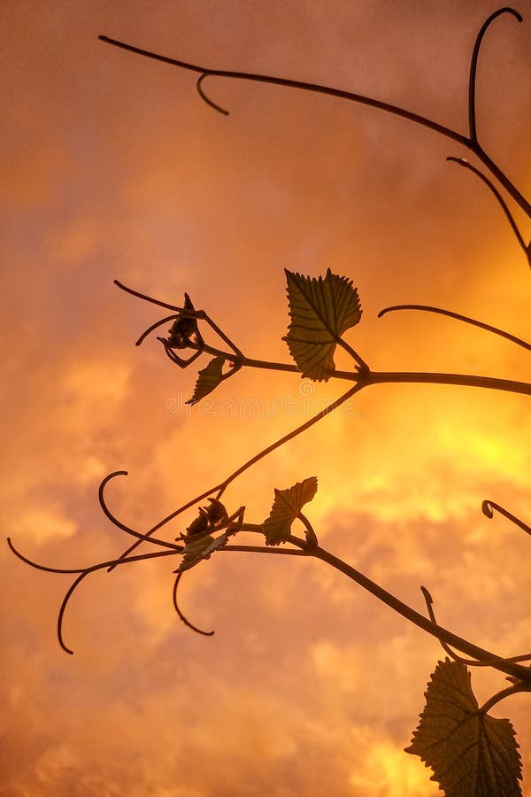 Grape Tree in Sunset Full Off Orange Colour Stock Photo - Image of ...