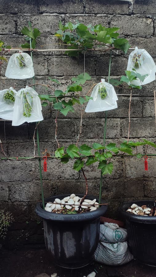 Grape Tree Title Stock Photos Stock Image - Image of grass, iron: 401405829