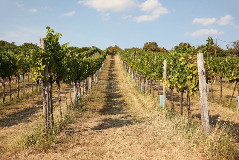 Grape Trees Growing in a Vineyard Garden in Summer Day, Wine Industry ...