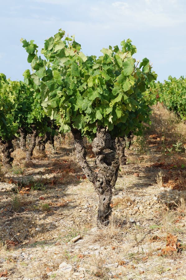 Grape trees stock photo. Image of scenics, color, field - 60461110