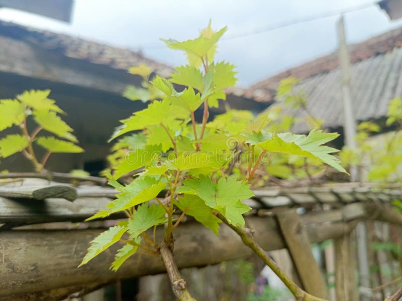 Grape Trees Vines with Bamboo Climbing Planter Plant Fuits Stock Photo ...