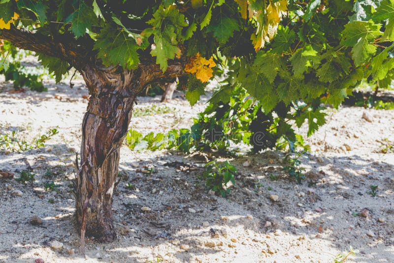 Grape Trunk. Grapevine Detail with Trunk and Earth Stock Photo - Image ...