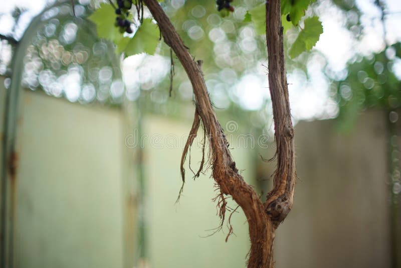 943 Grape Vine Trunk Stock Photos - Free & Royalty-Free Stock Photos ...