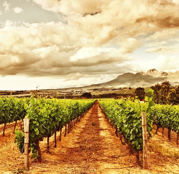 Grape valley stock photo. Image of leaves, gardening - 26500918