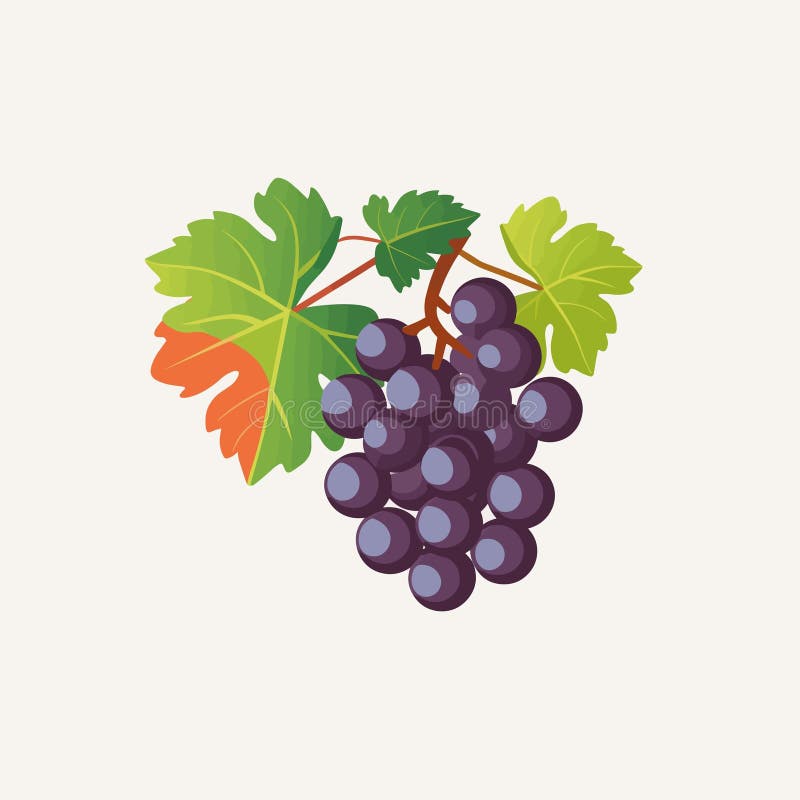 Grape Vector Illustration Isolated on White Illustration Stock Vector ...