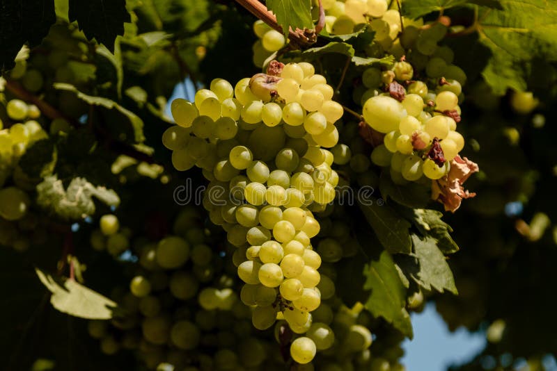 Very Ripe Persimmons stock image. Image of farm, china - 11541187