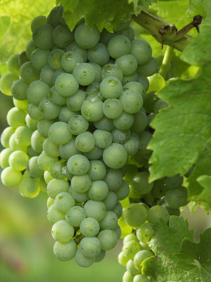 Single grapevine stock image. Image of vineyard, wine - 5992043