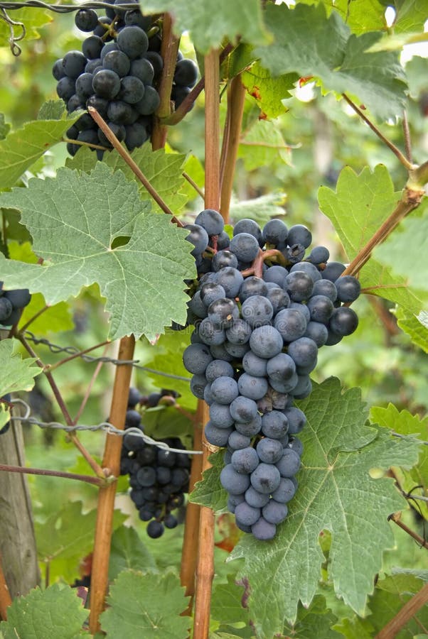 Grape vine stock photo. Image of closeup, mature, grass - 12424976