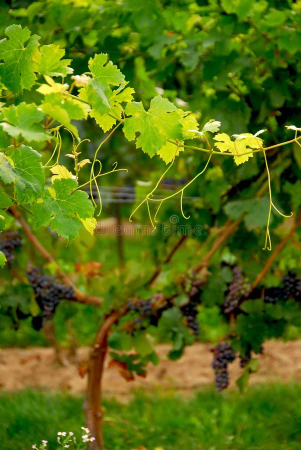 Grape vine stock photo. Image of details, grape, field - 1253816