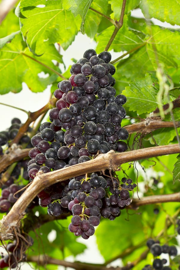 Grape Vine stock photo. Image of plantation, organic - 28756476