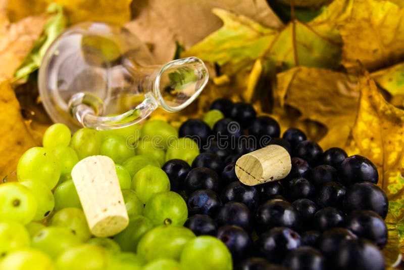 Split Purple Grape Black Stock Photos - Free & Royalty-Free Stock ...