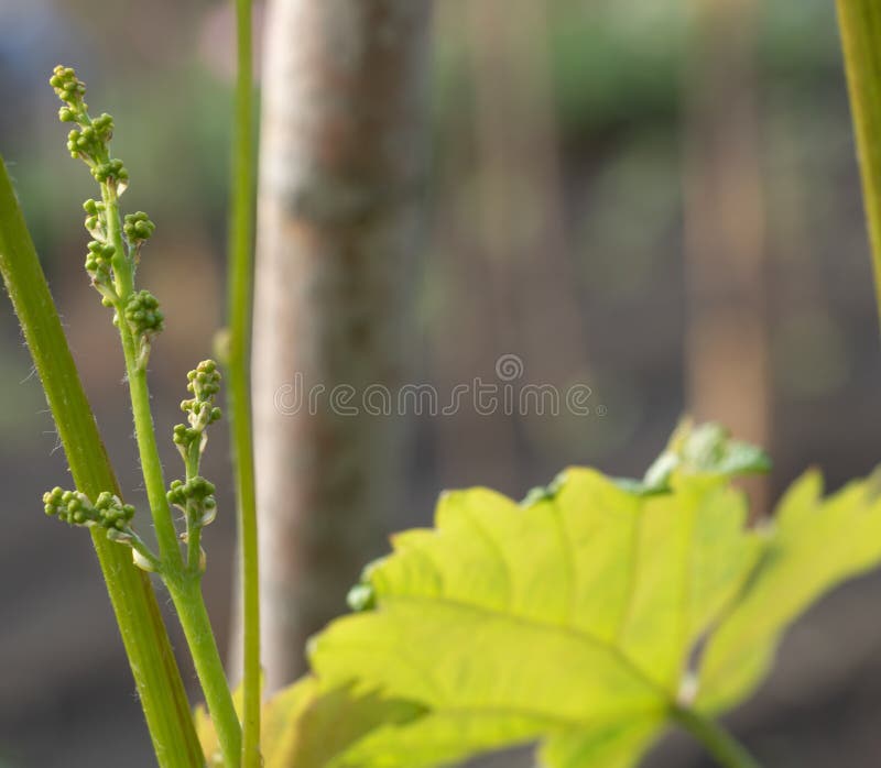 Grape Vine in Bloom - in the Process of Grape Development Stock Image ...