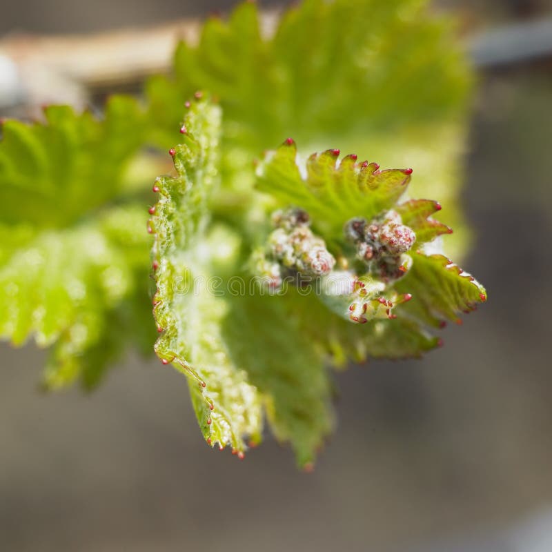 Close up of grape-vine bud stock image. Image of close - 238102875
