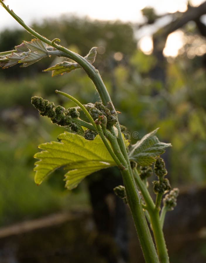 Grape vine bud stock image. Image of plant, viticulture - 381686117