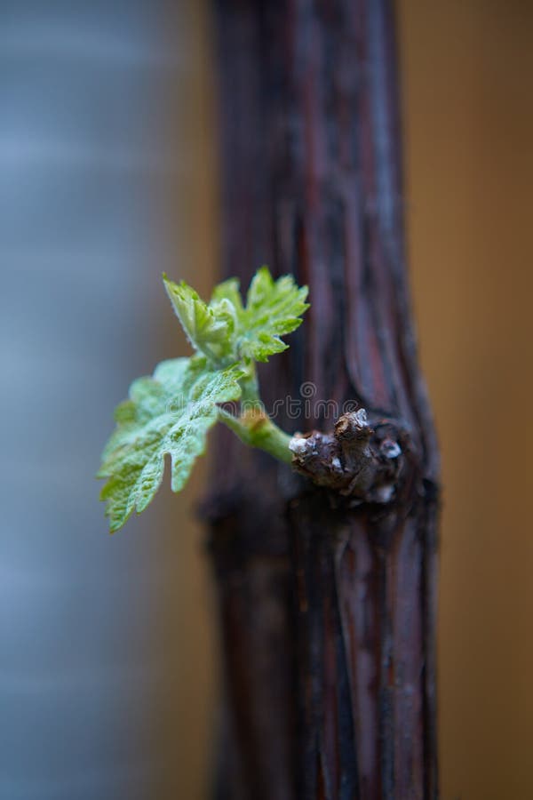 Grape Vine with a Bud. Shot with a Beautiful Bokeh. New Growth Budding ...