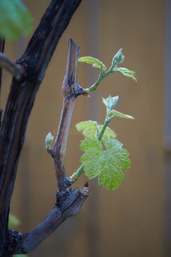 Grape Vine with a Bud. Shot with a Beautiful Bokeh. New Growth Budding ...