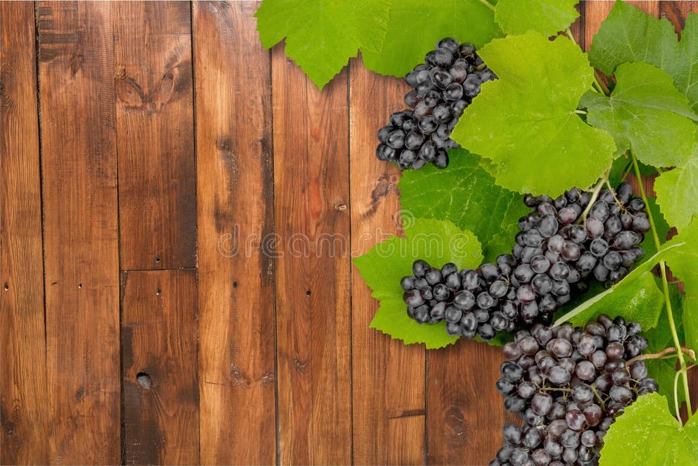Grape stock photo. Image of rural, light, food, plant - 58617780