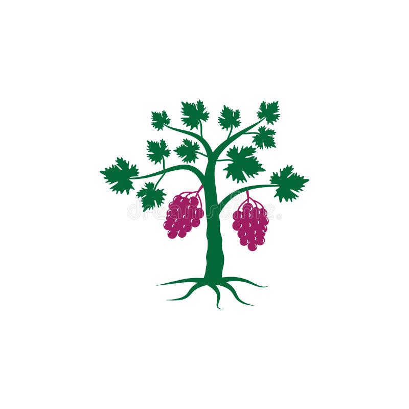 Grape Vine Fruit Plant Vector Logo Design Illustration Stock ...