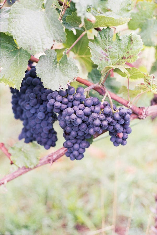 Grape Vine with Grapes and Leafs Stock Photo - Image of fall, cluster ...