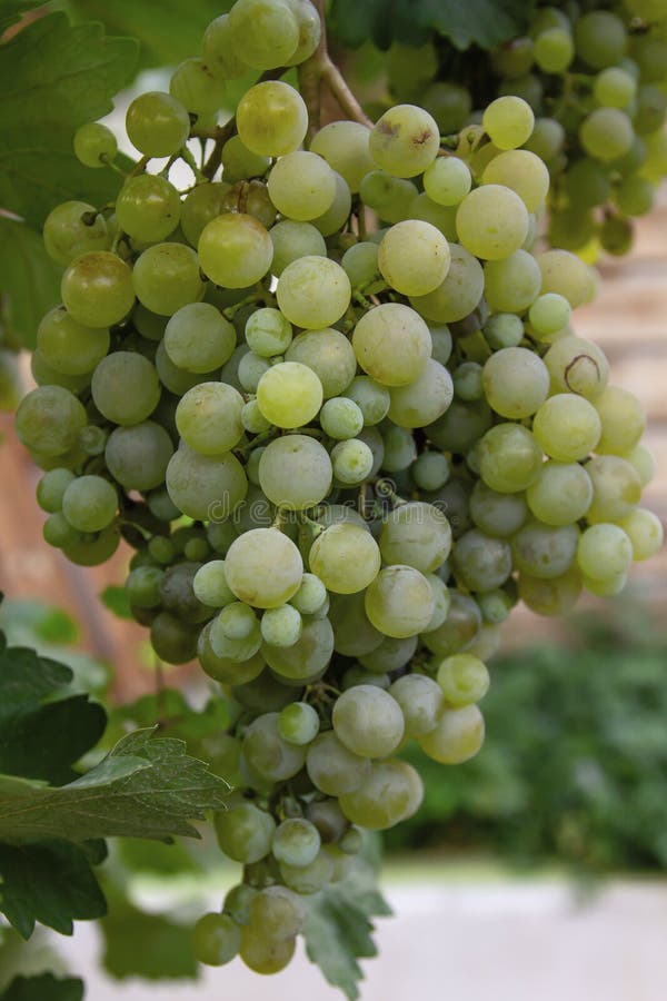 Grape vine green fruits stock image. Image of agrarian - 227758277