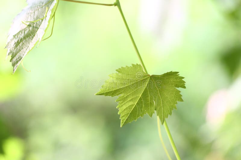 Grape Vine with Green Leaves and Young Shoots Ready To Bloom and Fruit ...