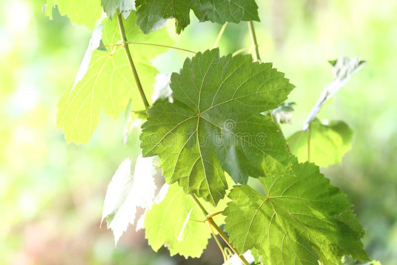 Grape Vine with Green Leaves and Young Shoots Ready To Bloom and Fruit ...