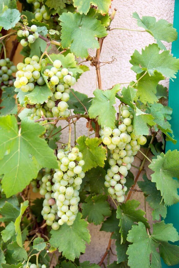 Grape Vine stock photo. Image of green, grape, vine, fresh - 65906532