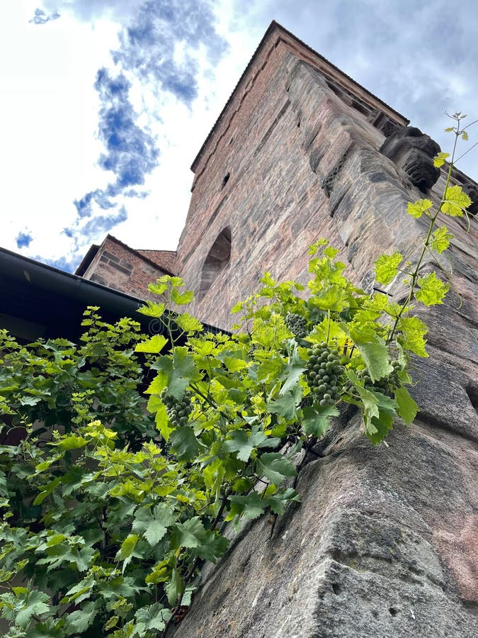 Grape Vine Growing Up a Castle Tower Stock Photo - Image of contrasts ...