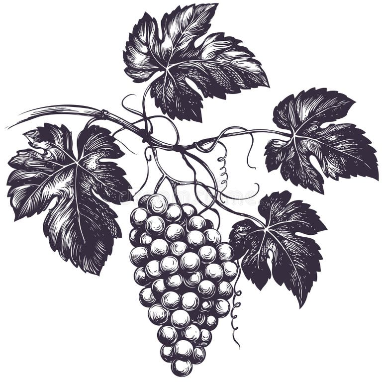 Grape Vine, Grape, Hand Drawn Vector Illustration Realistic Sketch ...
