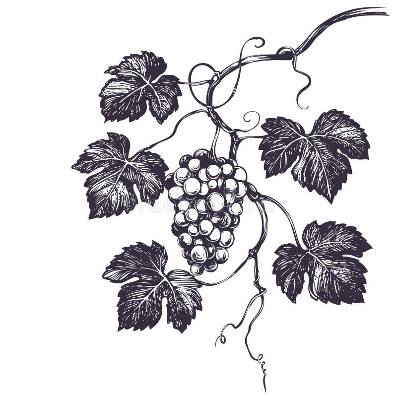 Grape Vine Set. Vintage Ink Hand Drawn Wine Decorations Border Stock ...