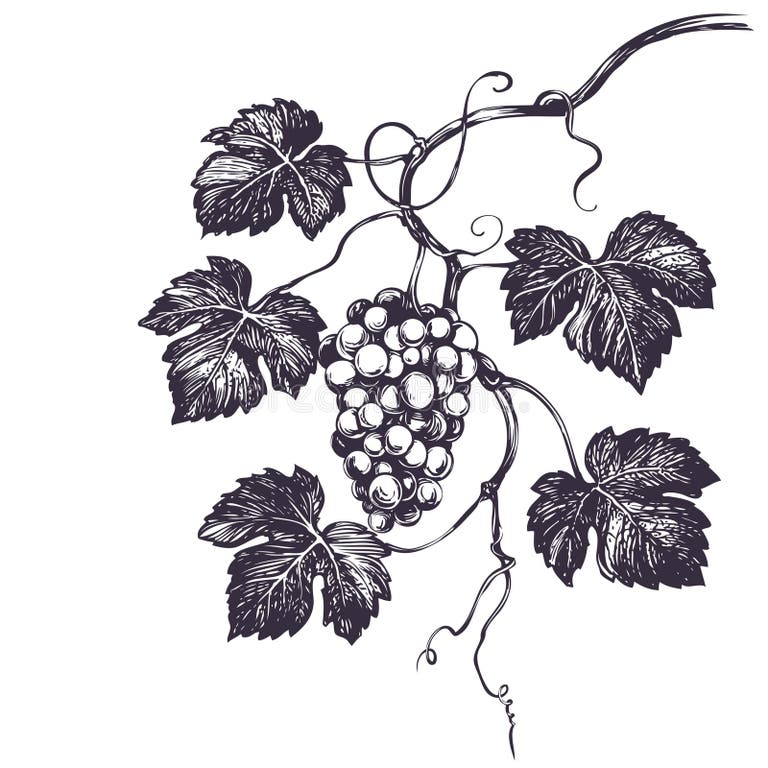 Grape Vine, Grape, Hand Drawn Vector Illustration Realistic Sketch ...