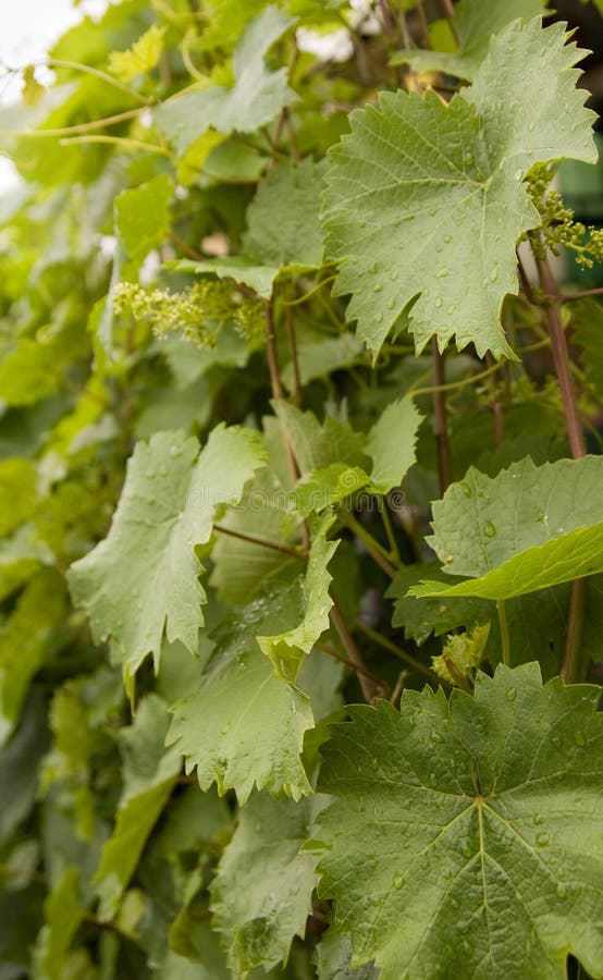 Grape vine leaves stock image. Image of harvest, raisin - 10426529