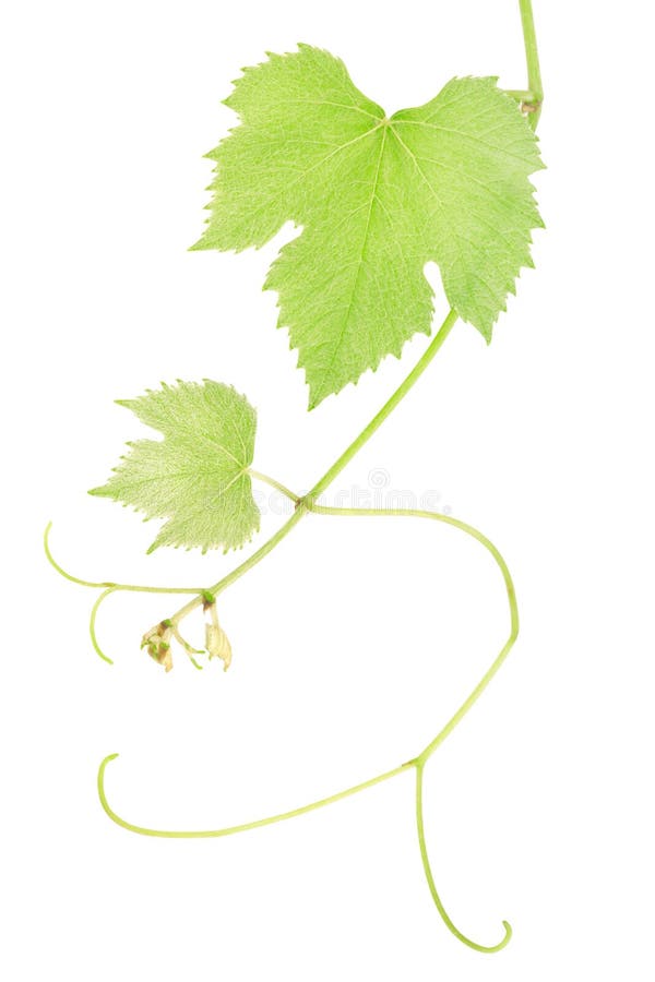 Grape vine leaves stock photo. Image of isolated, freshness - 21024498
