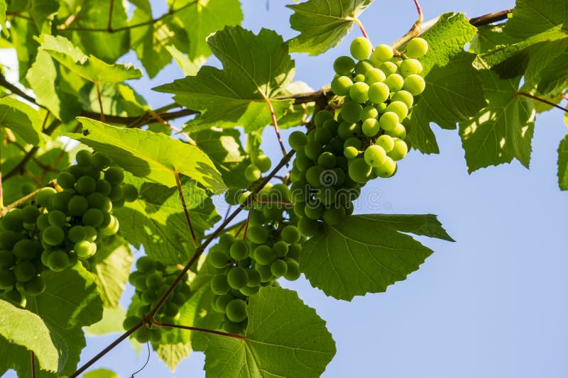 Grape Vine and Grape Leaves Against Blue Sky Stock Image - Image of ...